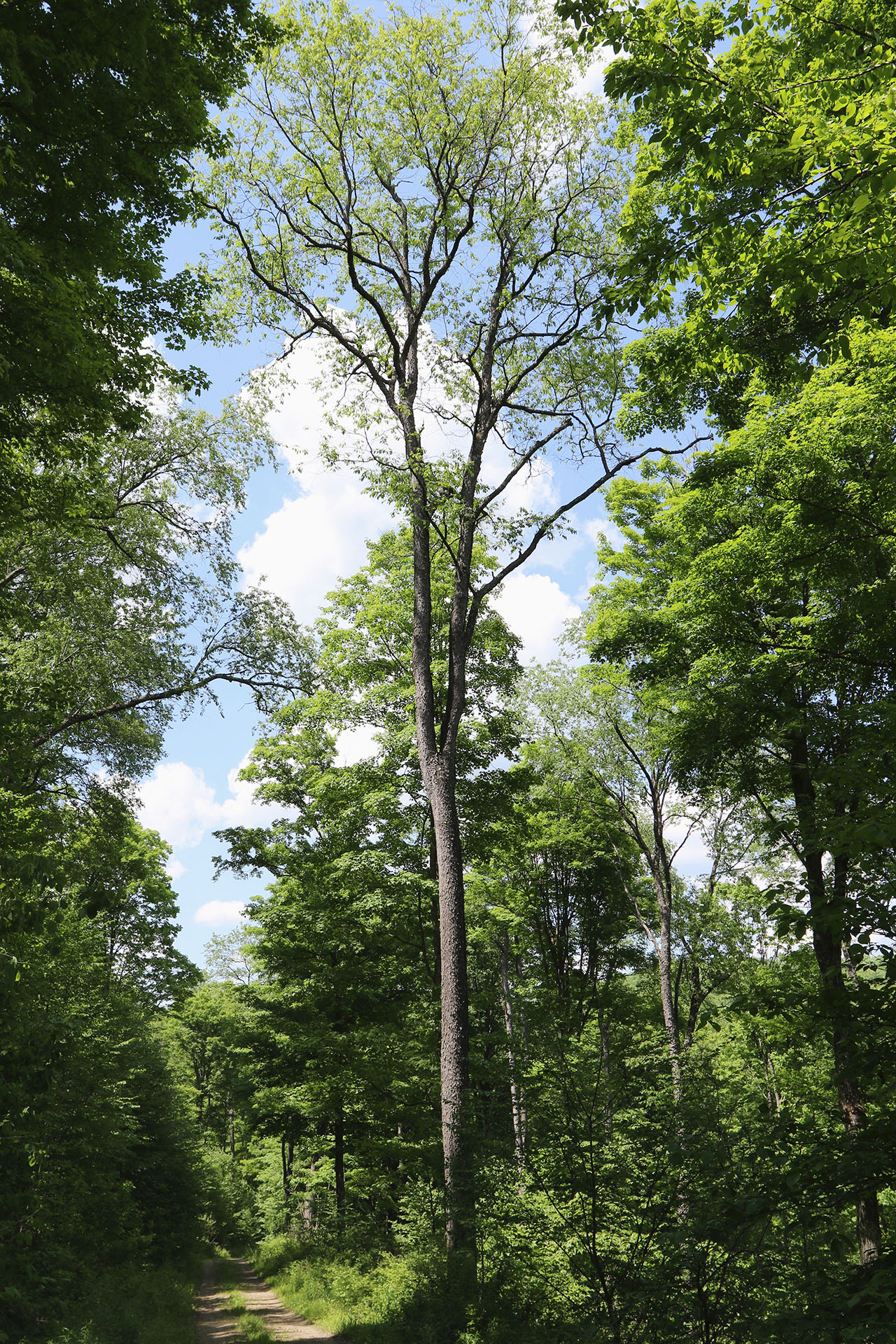 LandVest's Caleb Combs Awarded "Forester of the Year"